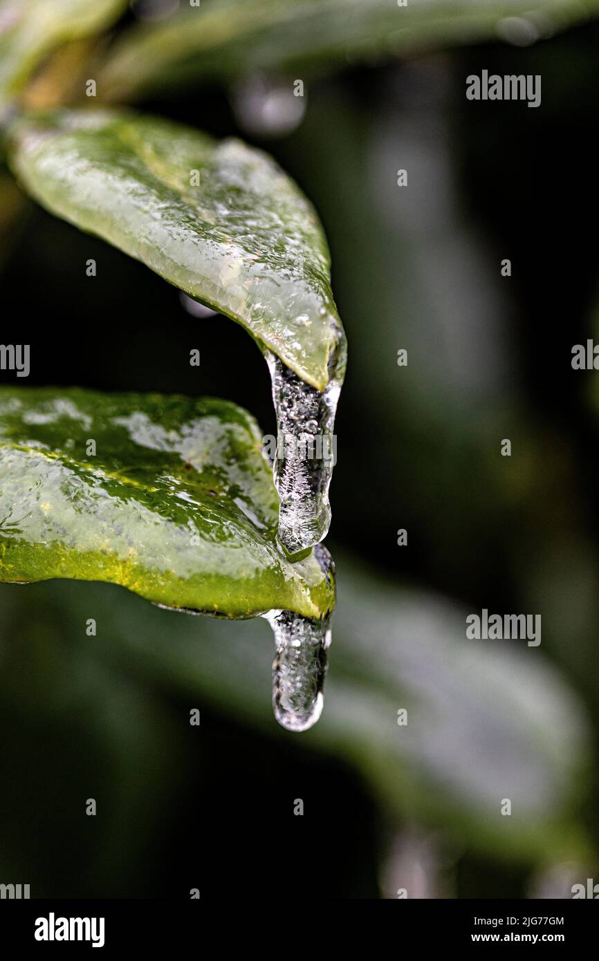 Frost, ice glazing the foliage, Germany Stock Photo - Alamy