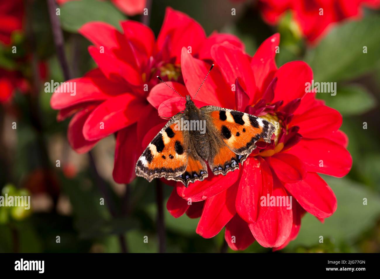 German butterfly hi-res stock photography and images - Alamy