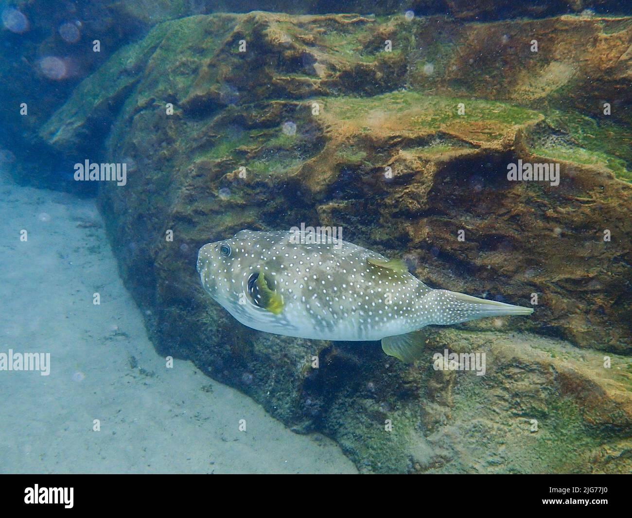 An underwater photo of a Puffer fish swimming among the rock and coral ...