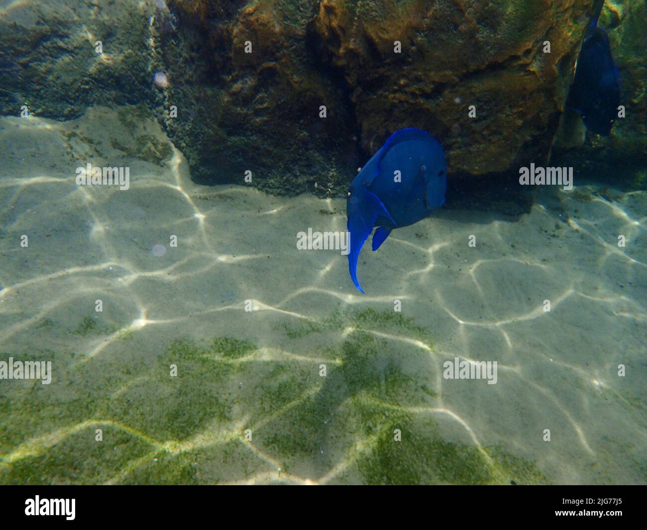 Blue Tang swimming underwater near coral reef Stock Photo - Alamy