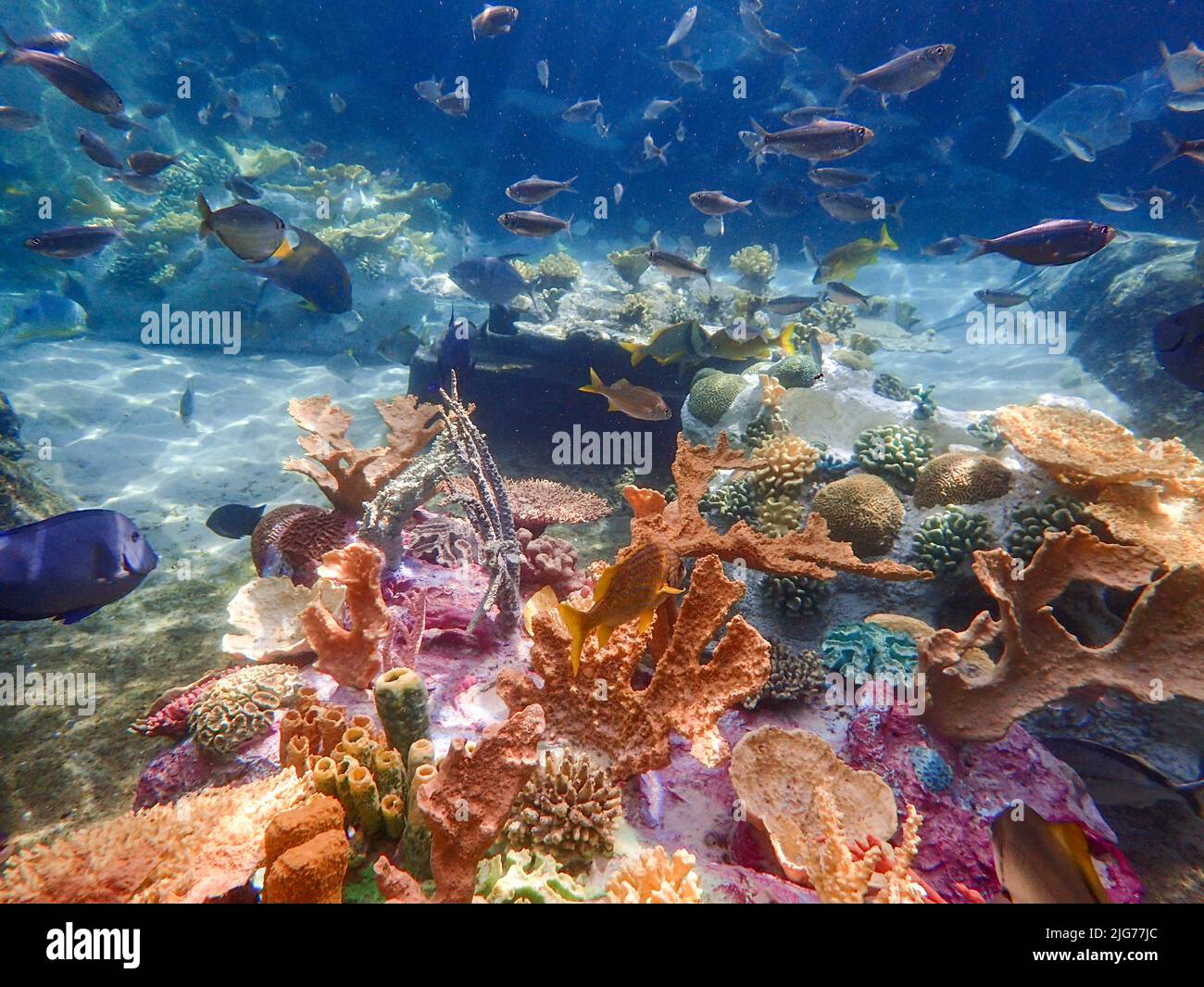 Shallow sea fish caribbean hi-res stock photography and images - Alamy