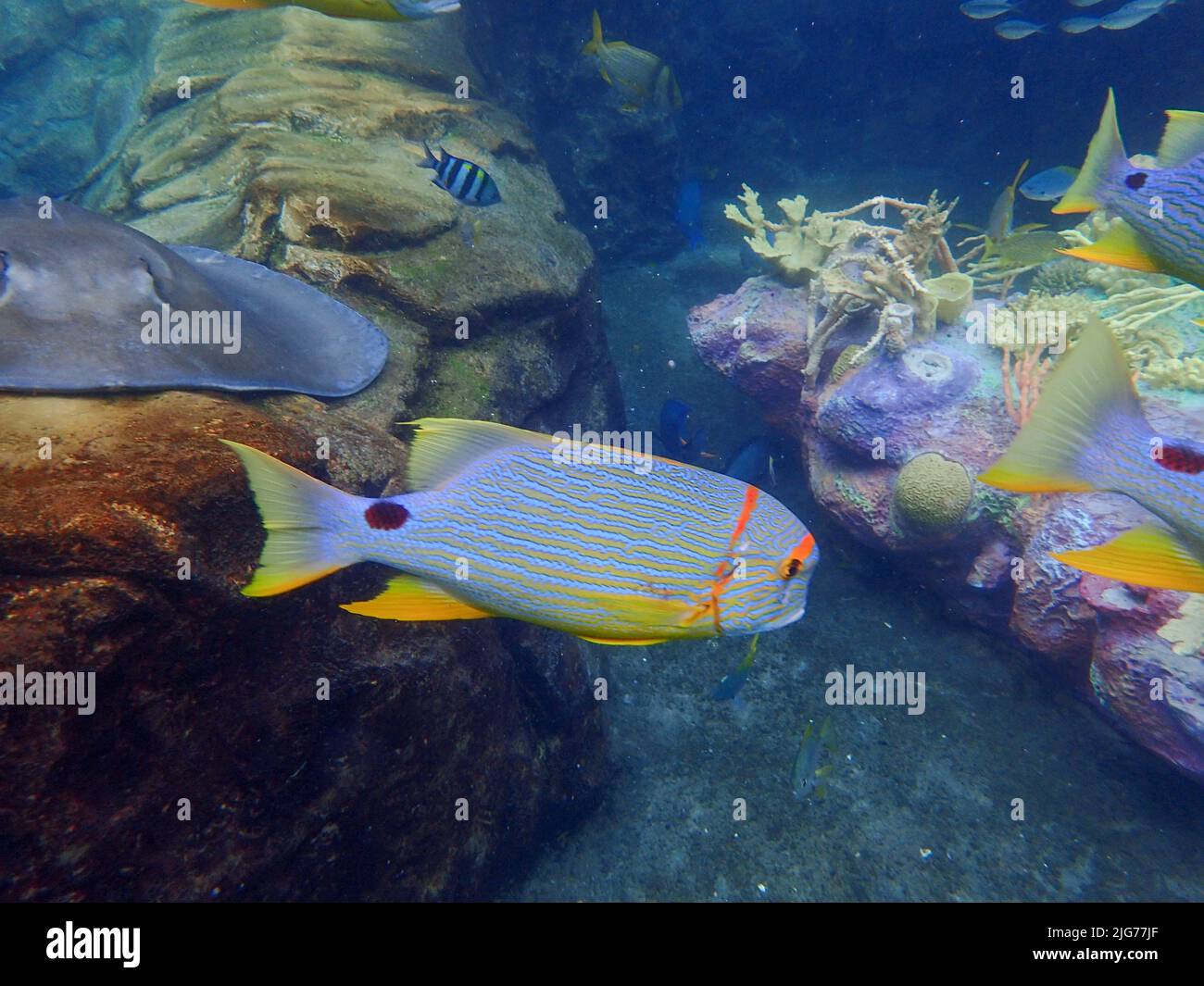 An underwater photo of a Sailfin Snapper swimming among the rock and ...