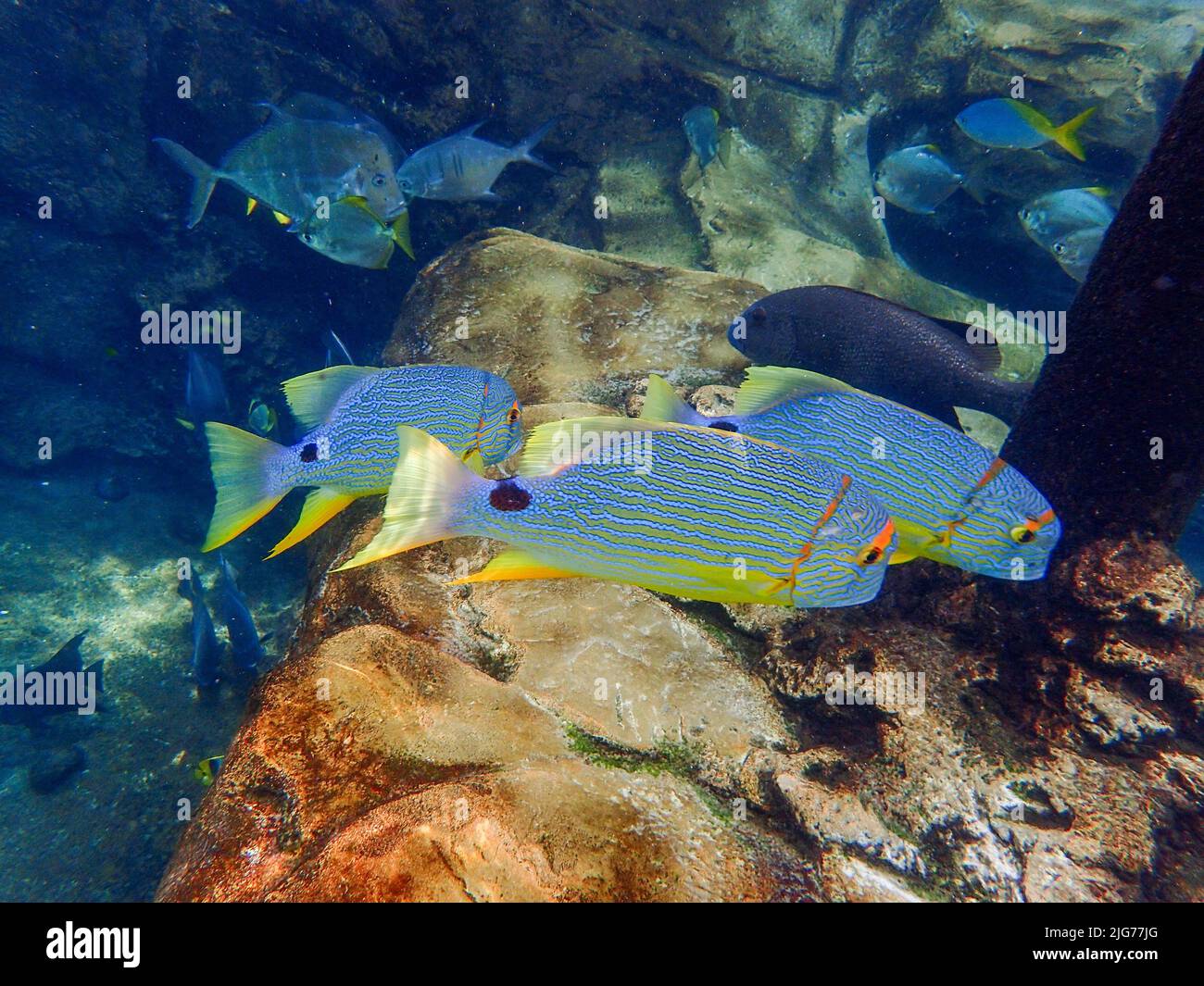 An underwater photo of a Sailfin Snapper swimming among the rock and ...