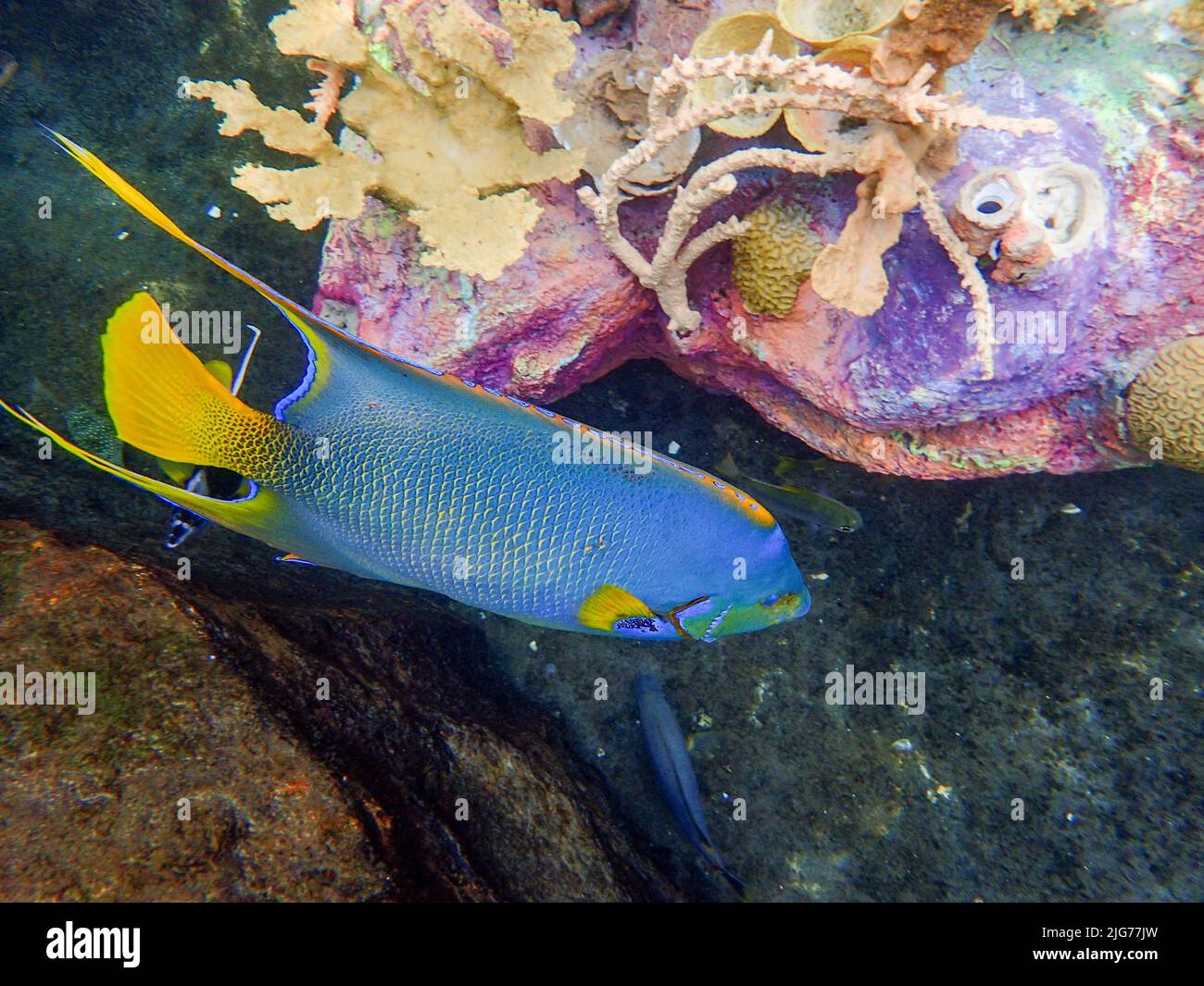 An underwater photo of a Queen Angelfish swimming among the rock and ...