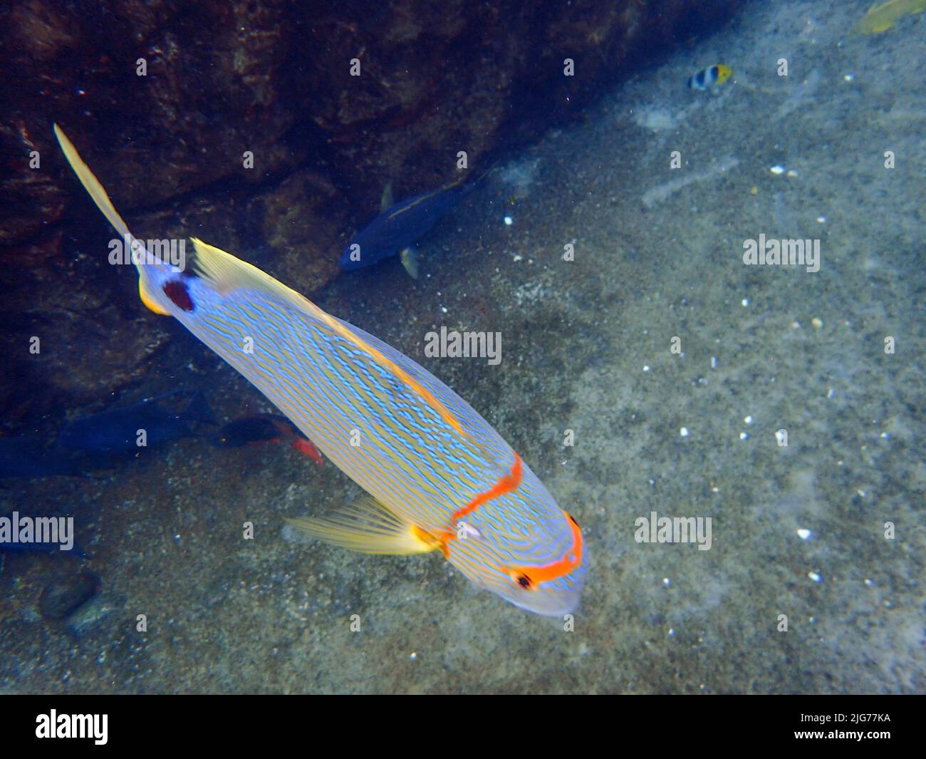 An underwater photo of a Sailfin Snapper swimming among the rock and ...