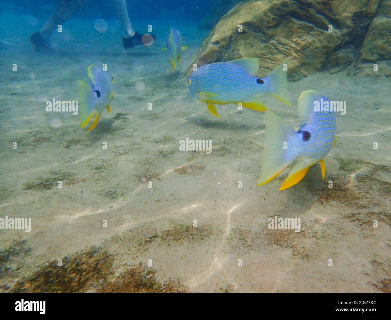 An underwater photo of a Sailfin Snapper swimming among the rock and ...