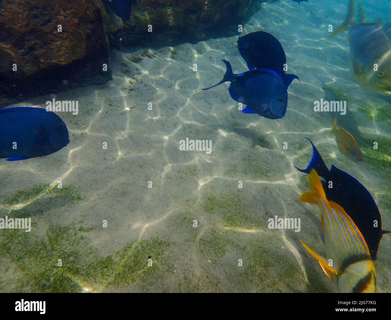 Blue Tang swimming underwater near coral reef Stock Photo - Alamy