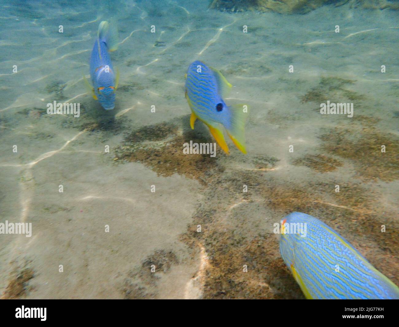 An underwater photo of a Sailfin Snapper swimming among the rock and ...