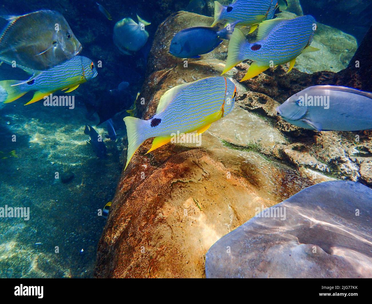 An underwater photo of a Sailfin Snapper swimming among the rock and ...
