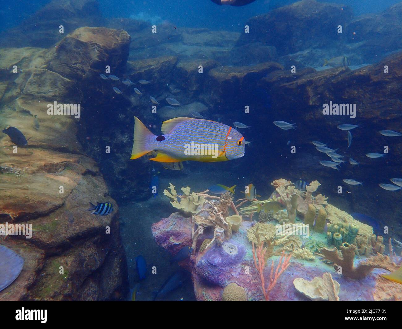 An underwater photo of a Sailfin Snapper swimming among the rock and ...