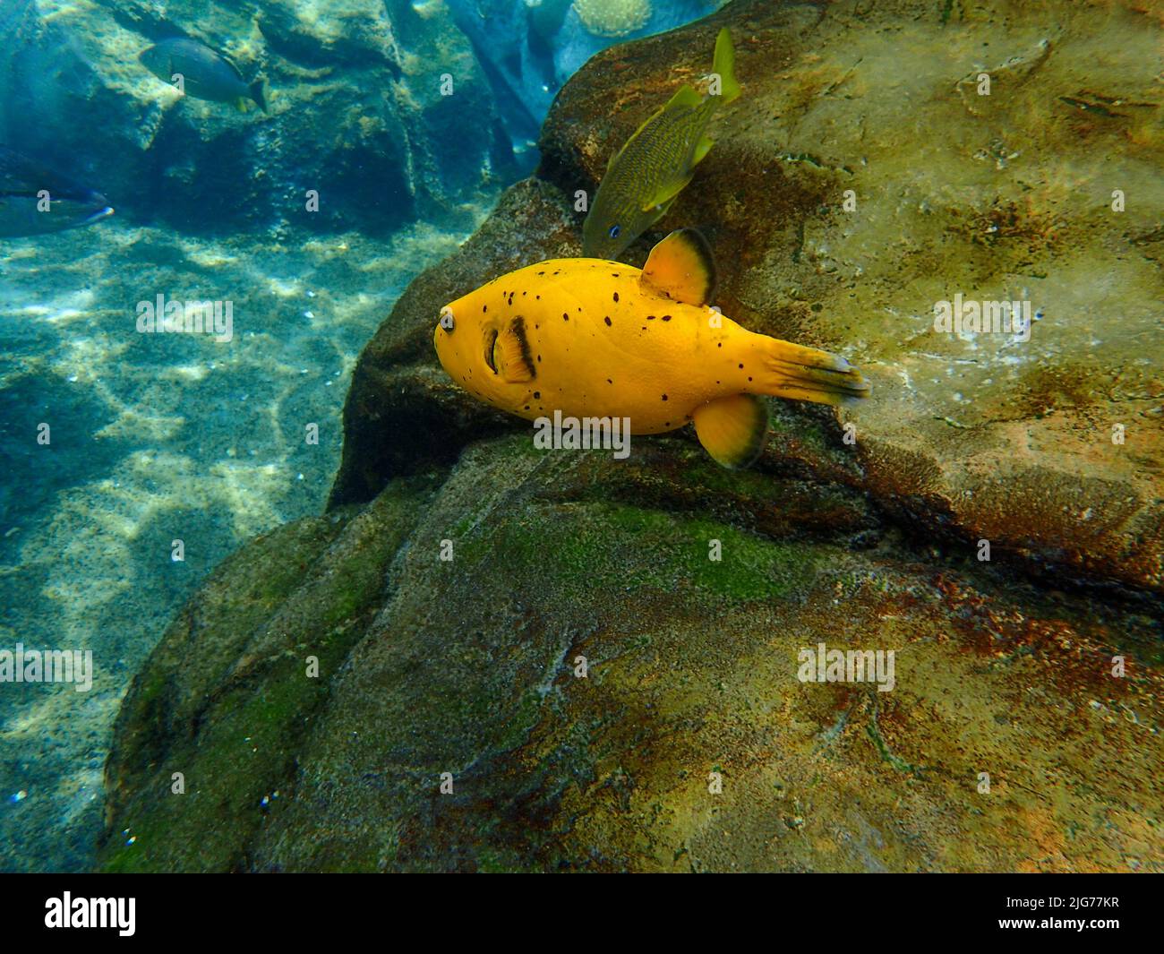 An underwater photo of a yellow Dogfaced Puffer fish swimming among the ...