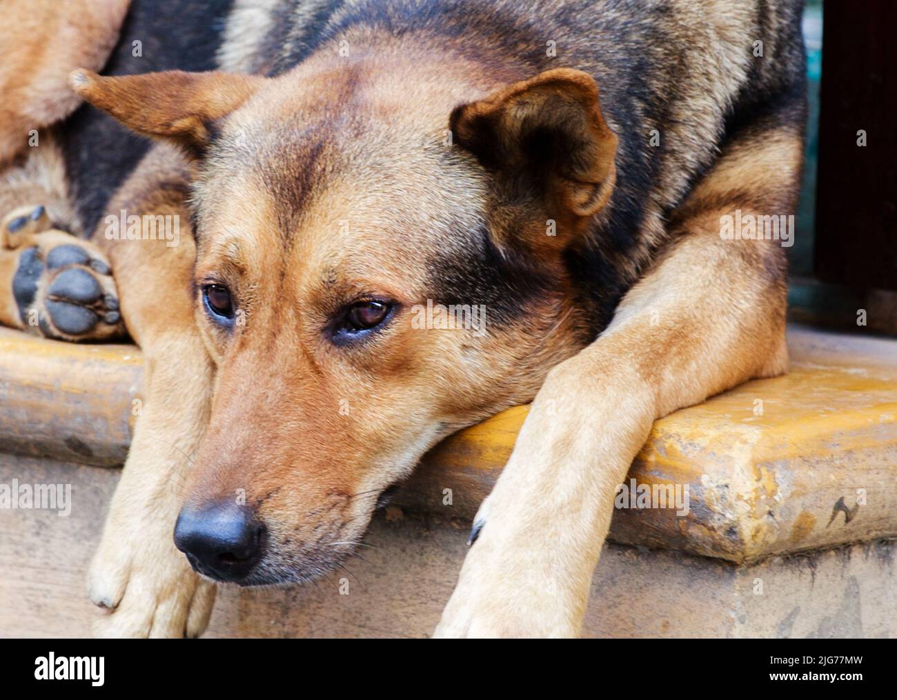 Old sad dog Stock Photo - Alamy