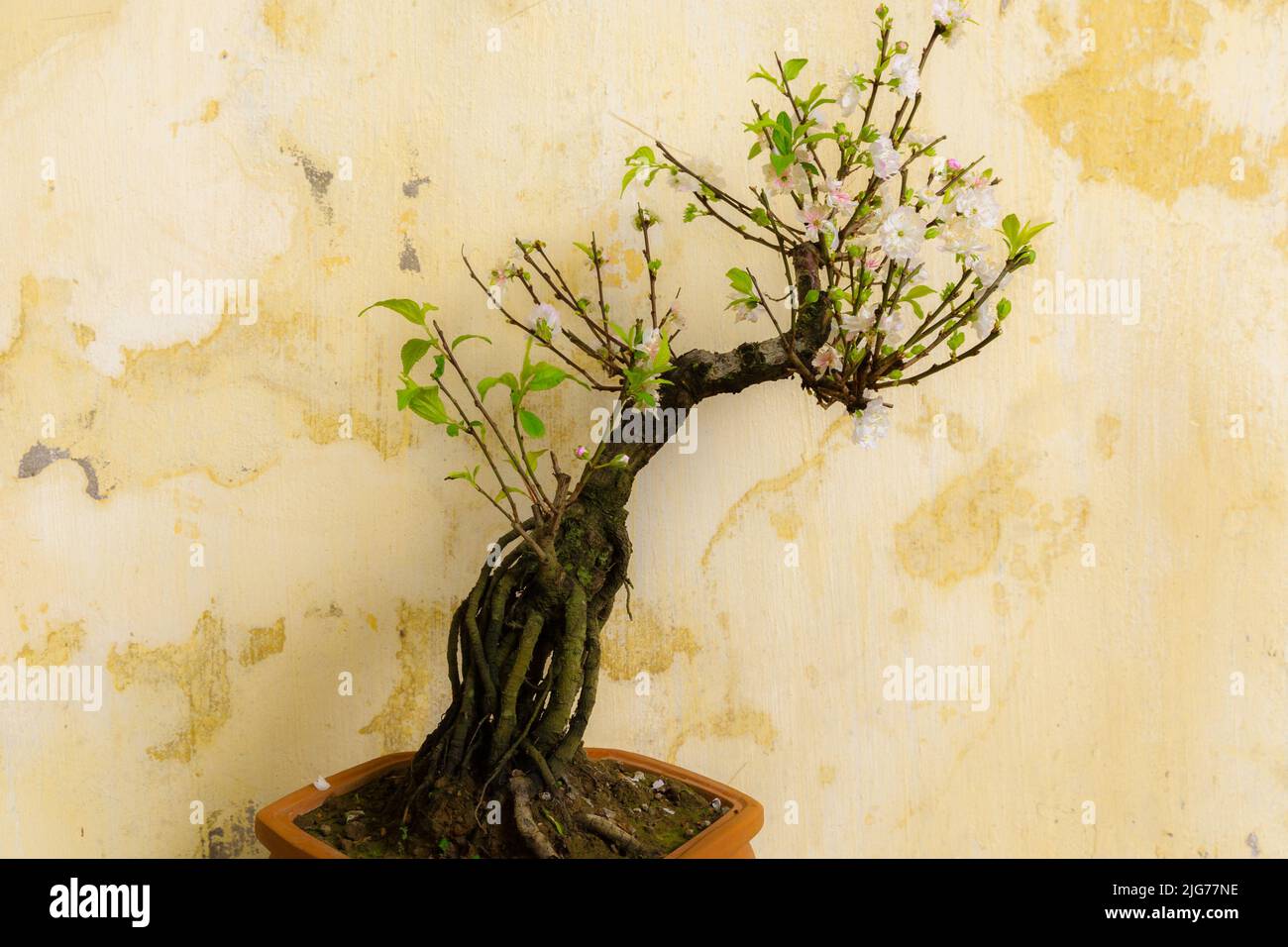 Bonsai plum tree blooms on the old wall background Stock Photo - Alamy
