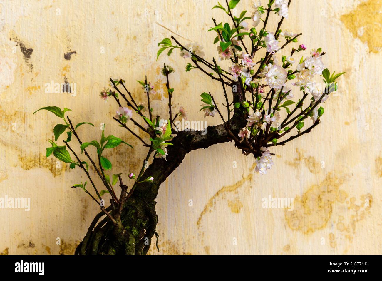 Bonsai plum tree blooms on the old wall background Stock Photo - Alamy