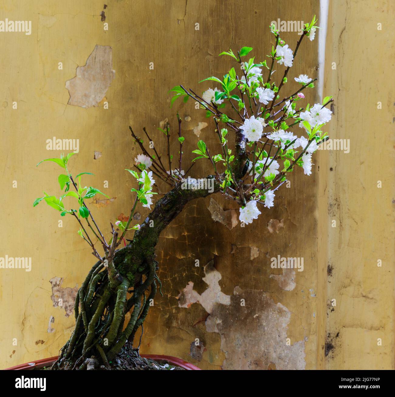 Bonsai plum tree blooms on the old wall background Stock Photo - Alamy