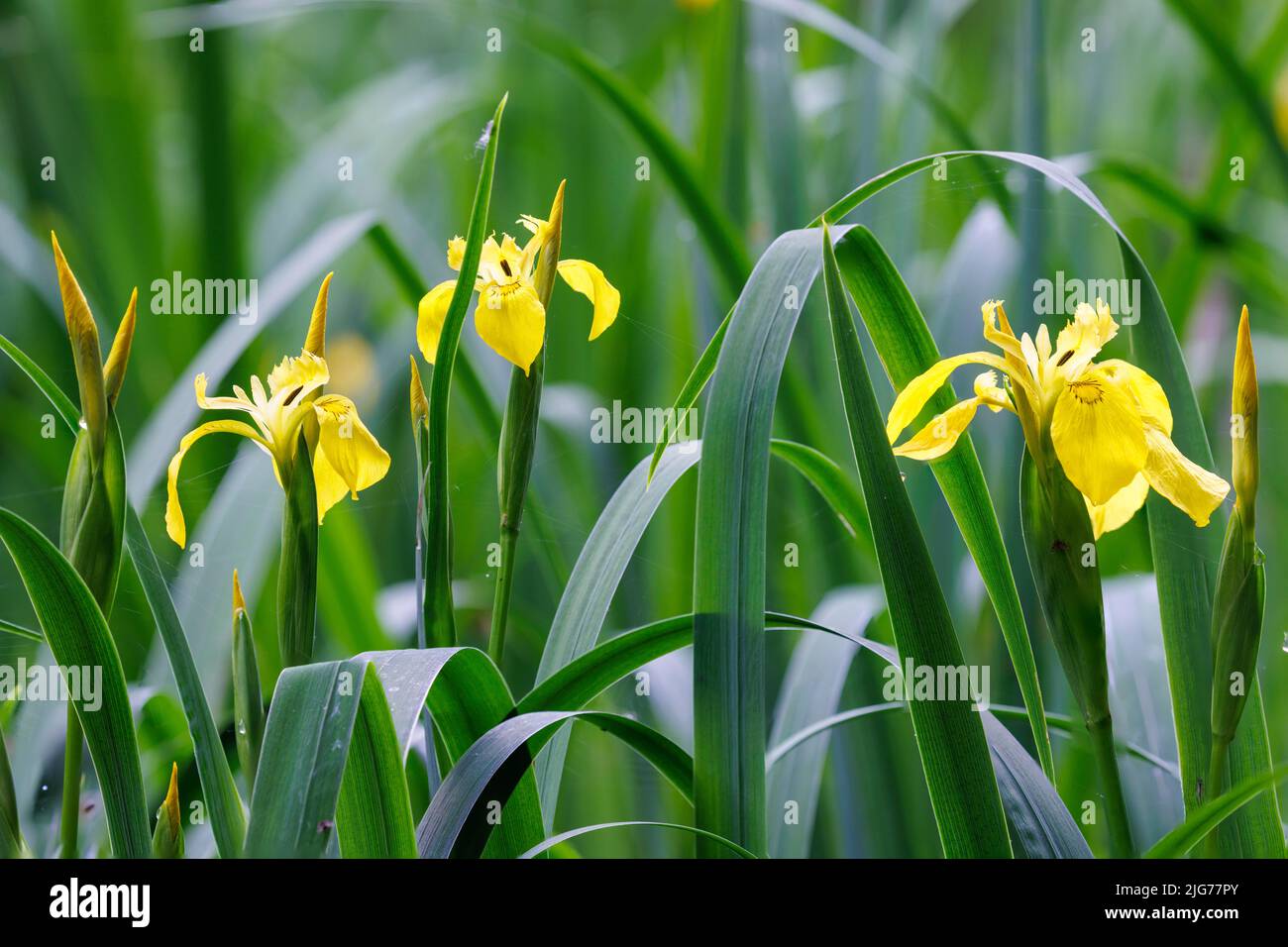 Marsh iris hi-res stock photography and images - Alamy