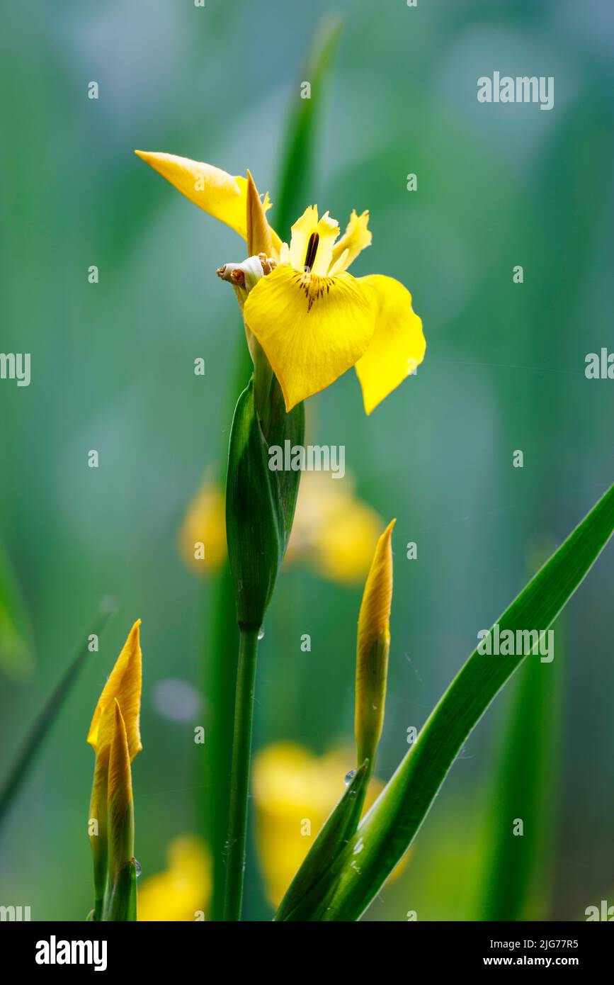 Marsh iris hi-res stock photography and images - Alamy