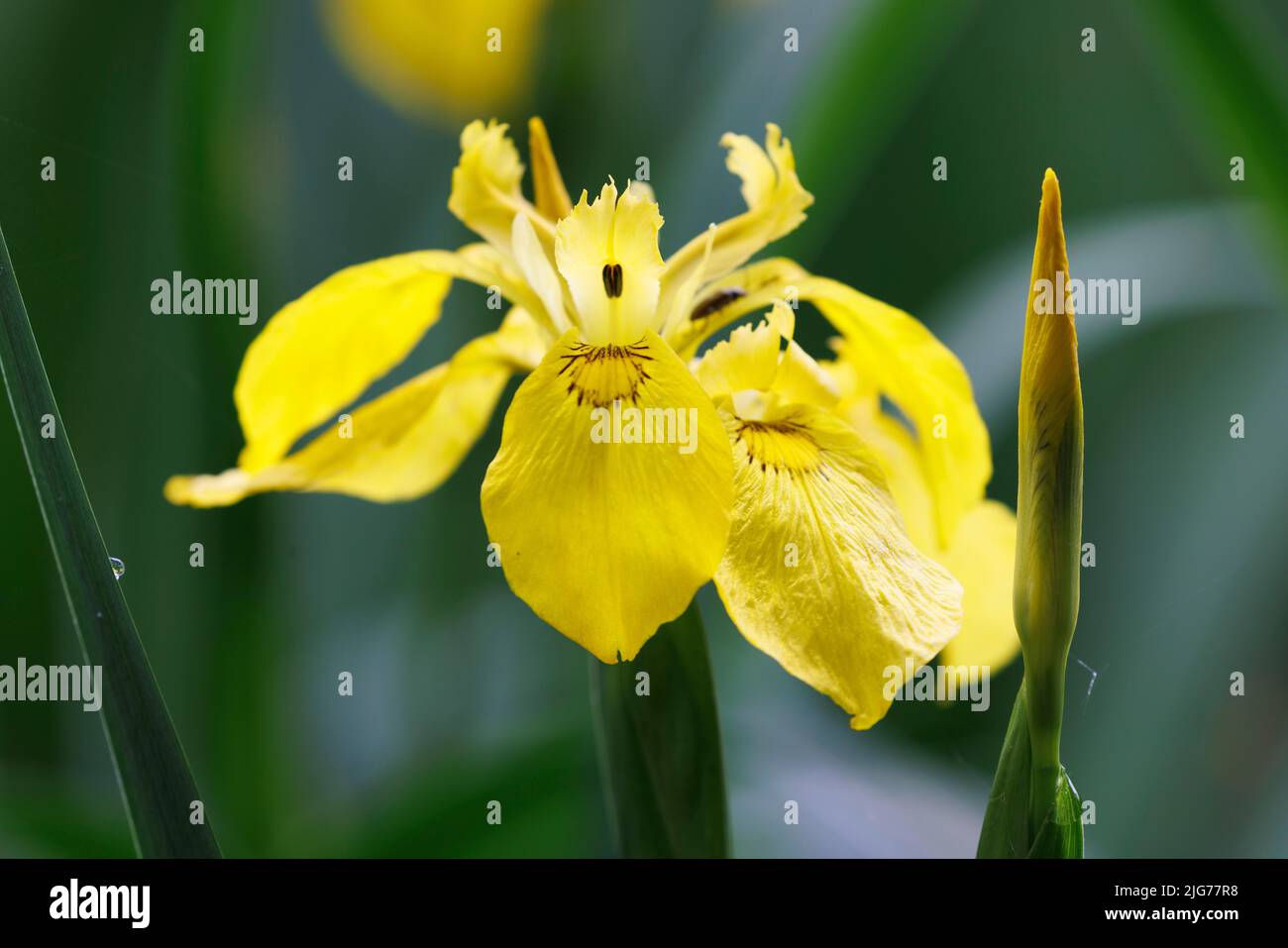 Marsh iris (Iris pseudacorus), Germany Stock Photo - Alamy