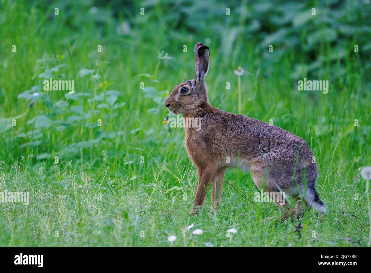 European hare (Lepus europaeus) Germany Stock Photo - Alamy