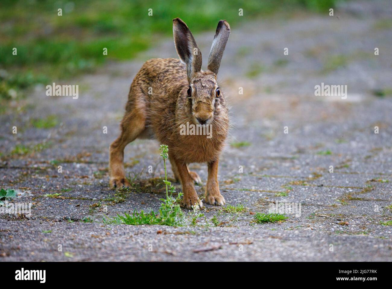 European hare (Lepus europaeus) Germany Stock Photo - Alamy