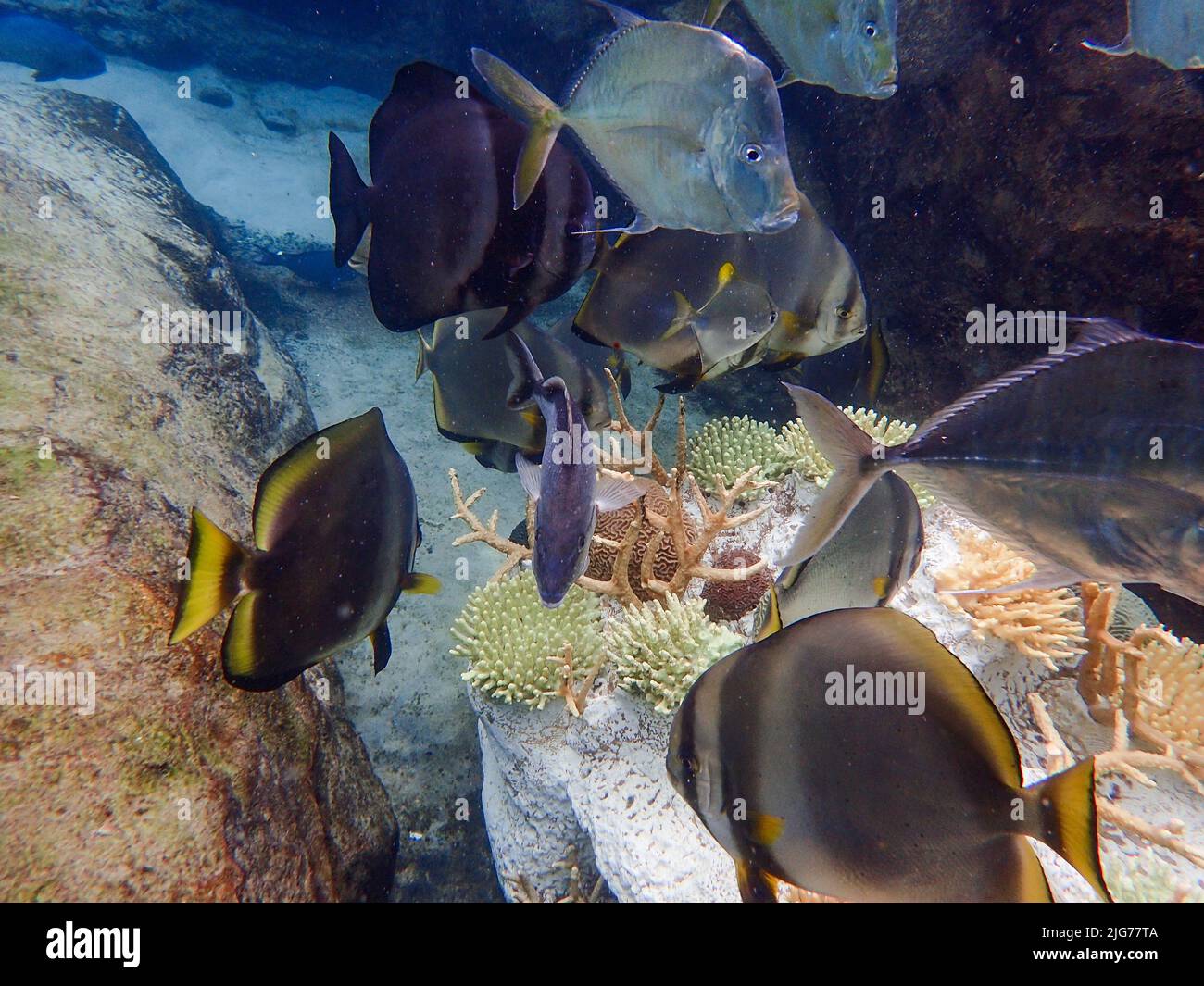 Spade fish hi-res stock photography and images - Alamy