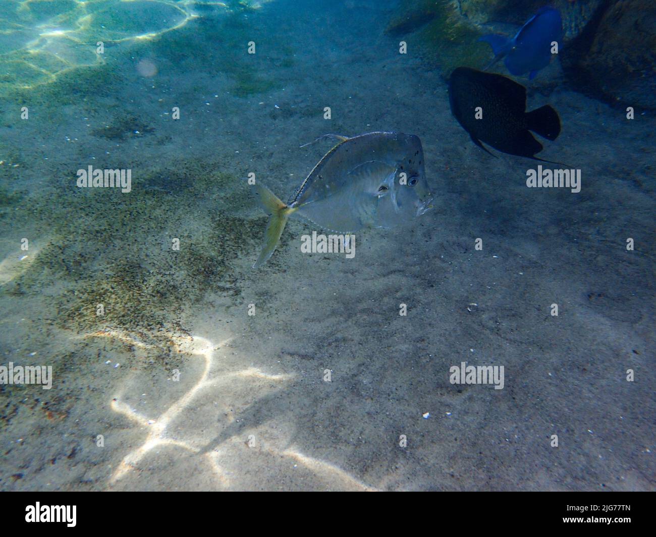 Lookdown fish hi-res stock photography and images - Alamy