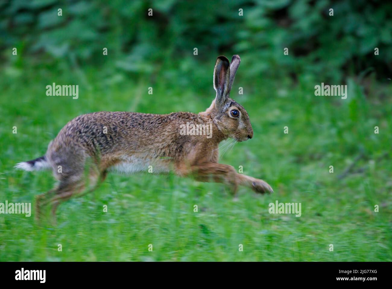 European hare (Lepus europaeus) Germany Stock Photo - Alamy