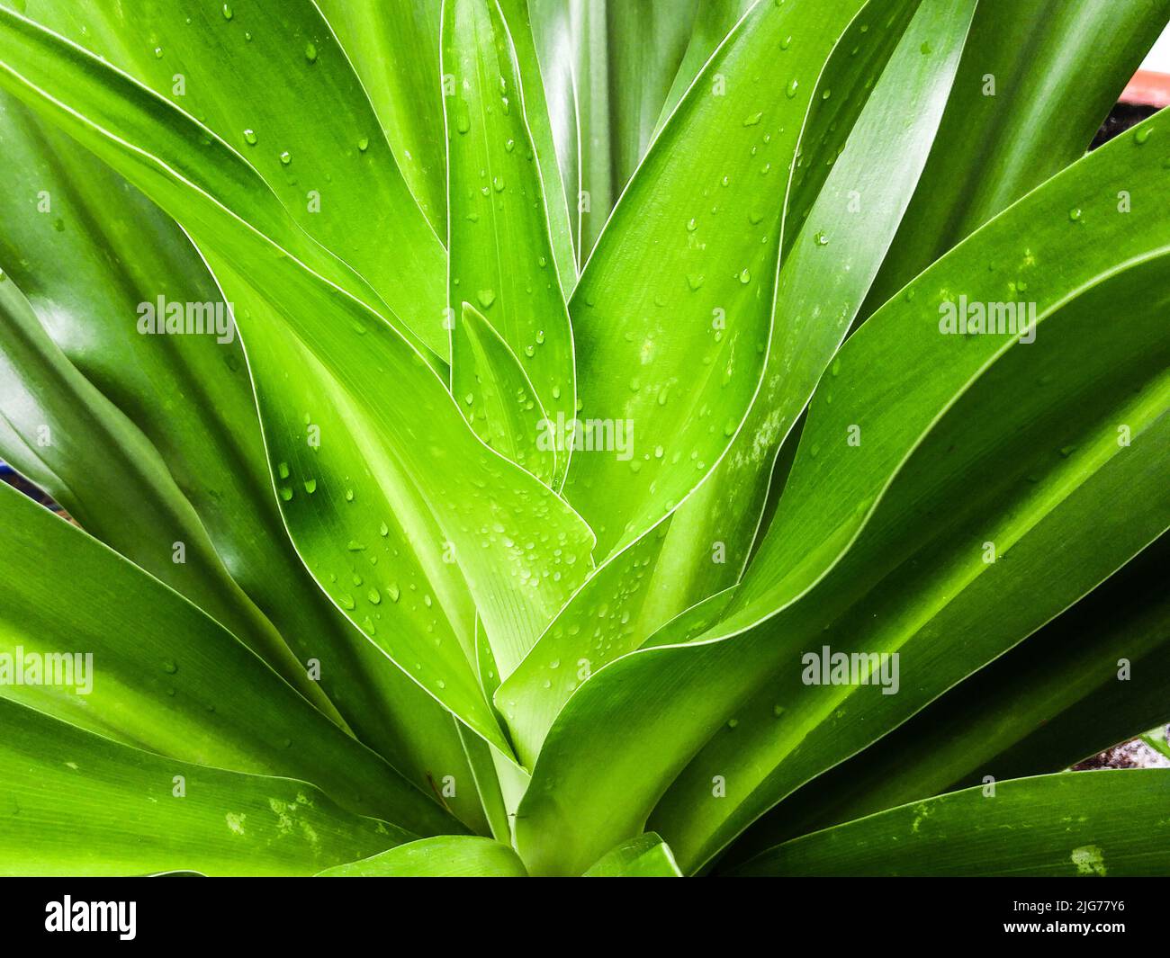 closeup green leaf natural background, tropical leaf, tiny green leaf ...