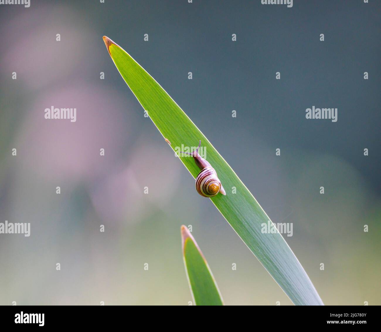 Grove snail (Cepaea nemoralis), Germany Stock Photo - Alamy