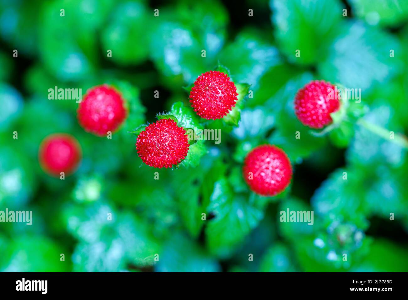 Forest strawberry (Fragaria vesca), Germany Stock Photo - Alamy