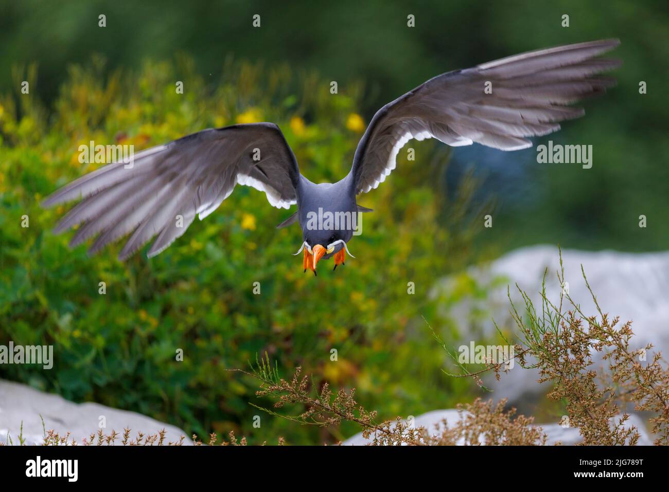 Inca Tern (Larosterna inca), Germany Stock Photo - Alamy
