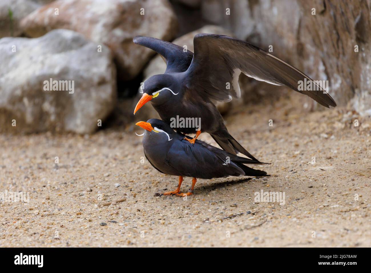 Inca Tern (Larosterna inca), Germany Stock Photo - Alamy
