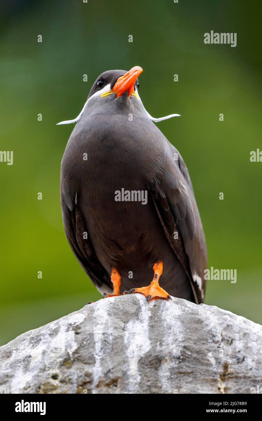 Inca Tern (Larosterna inca), Germany Stock Photo - Alamy