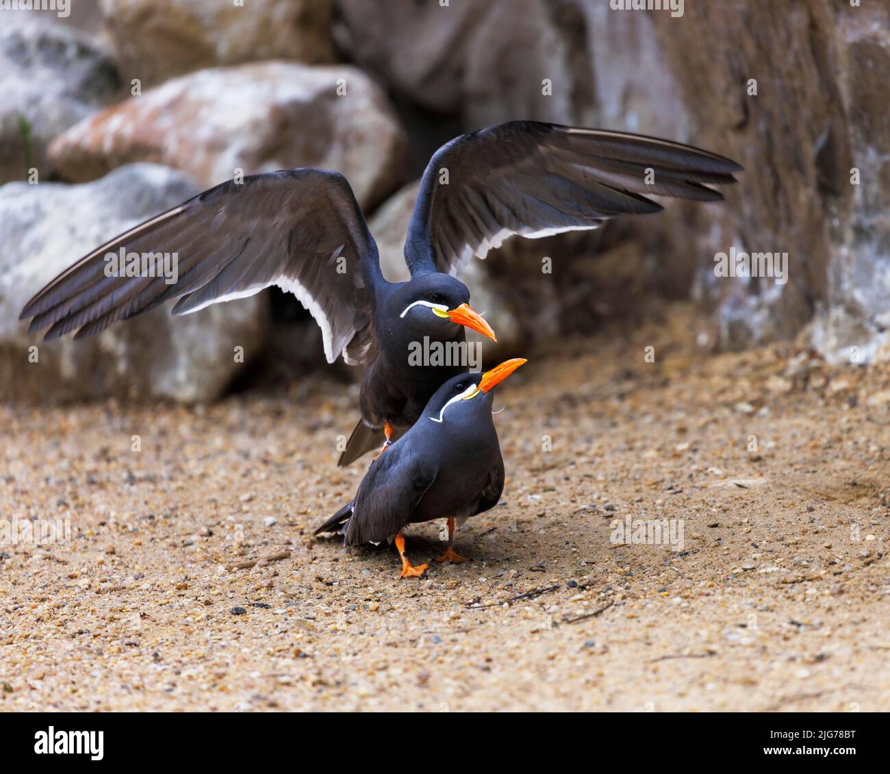 Inca Tern (Larosterna inca), Germany Stock Photo - Alamy
