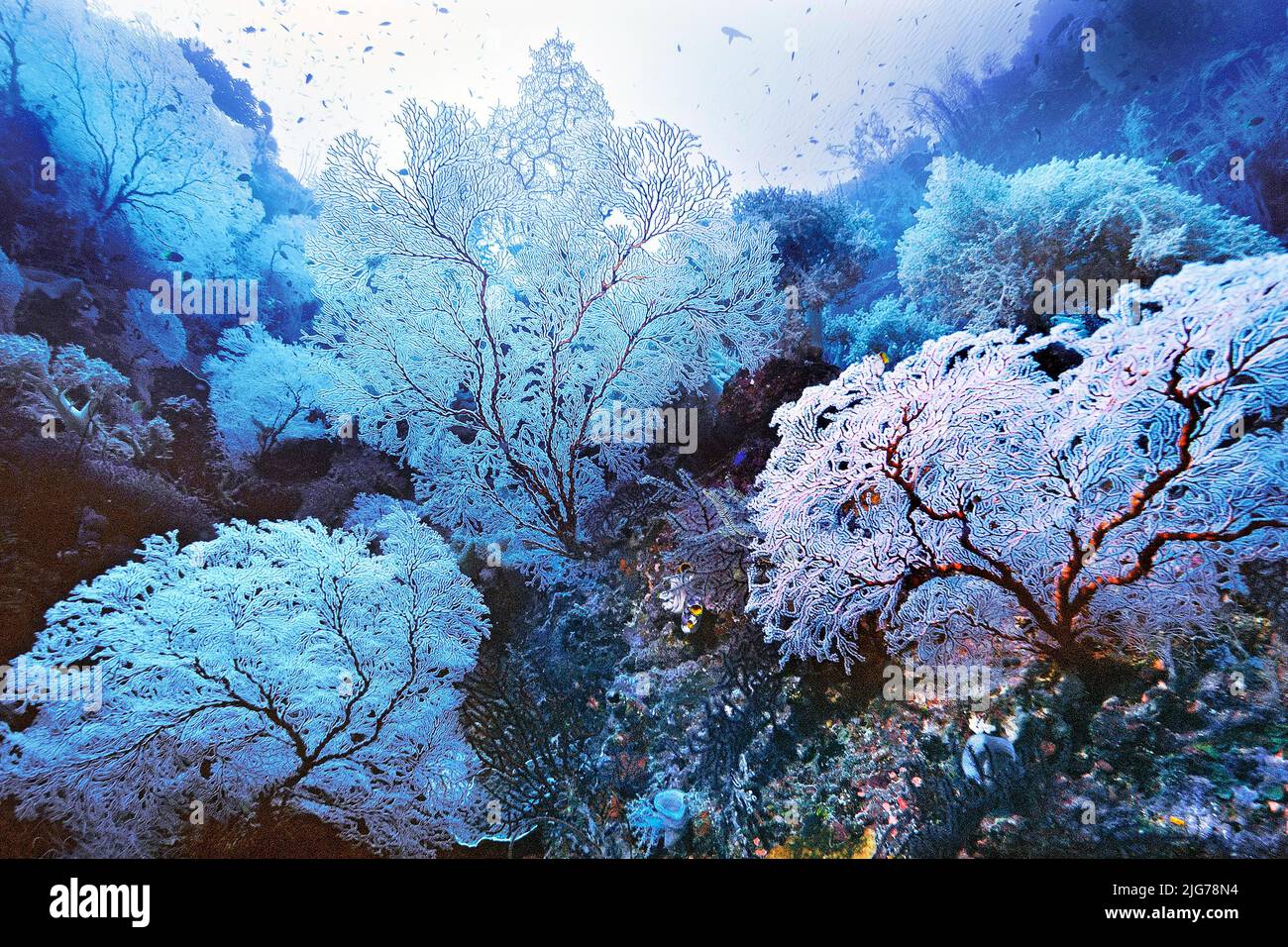 Gorgonians, horn corals or sea fans (Scleraxonia), Raja Ampat Islands ...