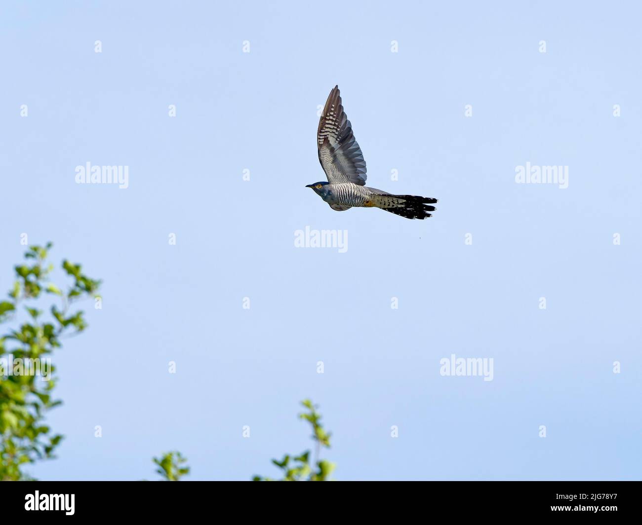 Common cuckoo (Cuculus canorus), flying, Upper Lusatia, Saxony, Germany ...