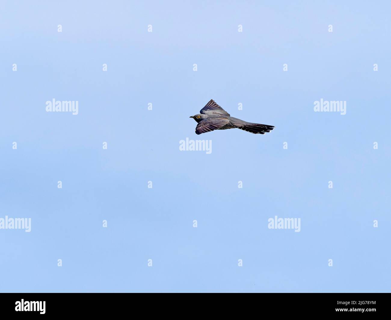 Common cuckoo (Cuculus canorus), flying, Upper Lusatia, Saxony, Germany ...