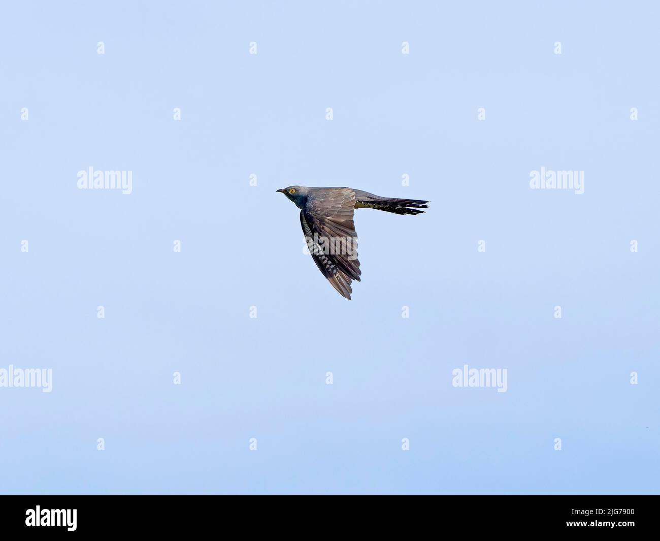 Common cuckoo (Cuculus canorus), flying, Upper Lusatia, Saxony, Germany ...
