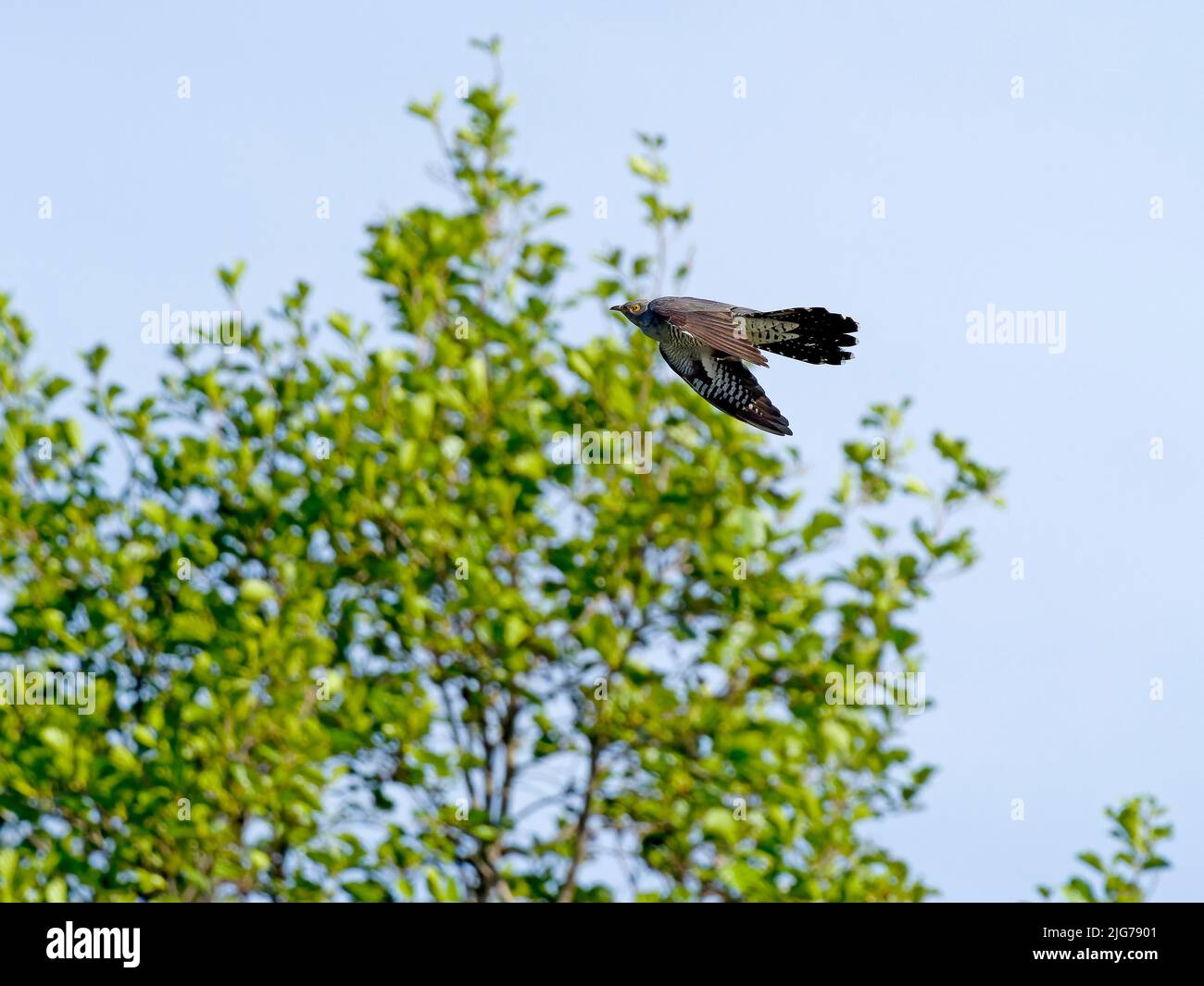 Common cuckoo (Cuculus canorus), flying, Upper Lusatia, Saxony, Germany ...