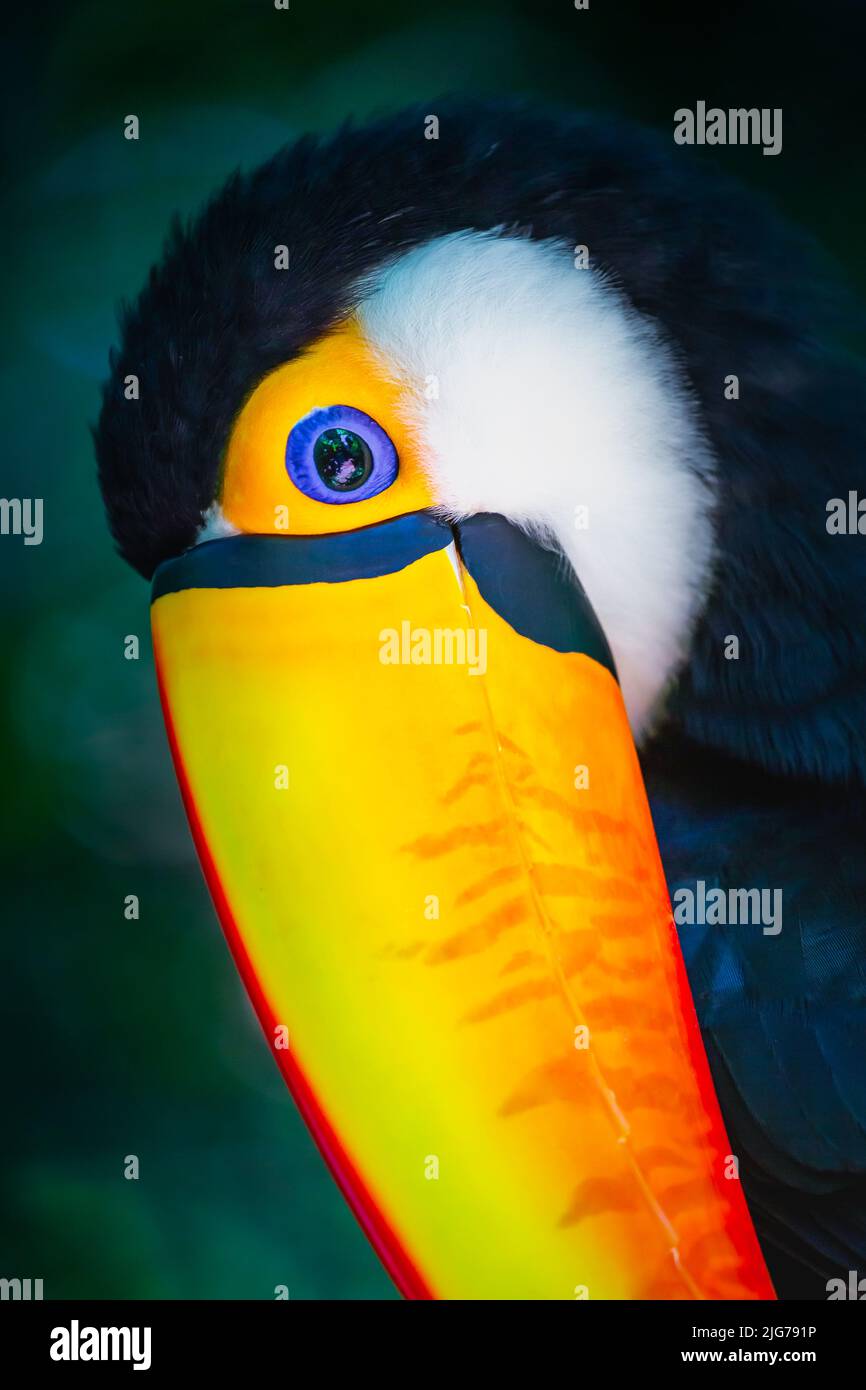 Rio toco hi-res stock photography and images - Alamy