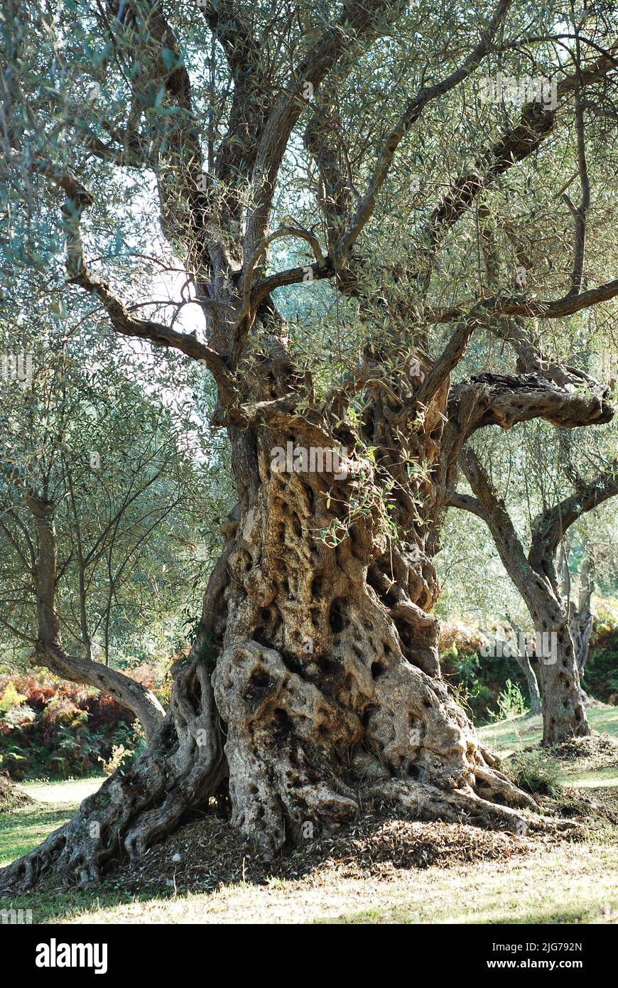 Very old olive tree Stock Photo - Alamy