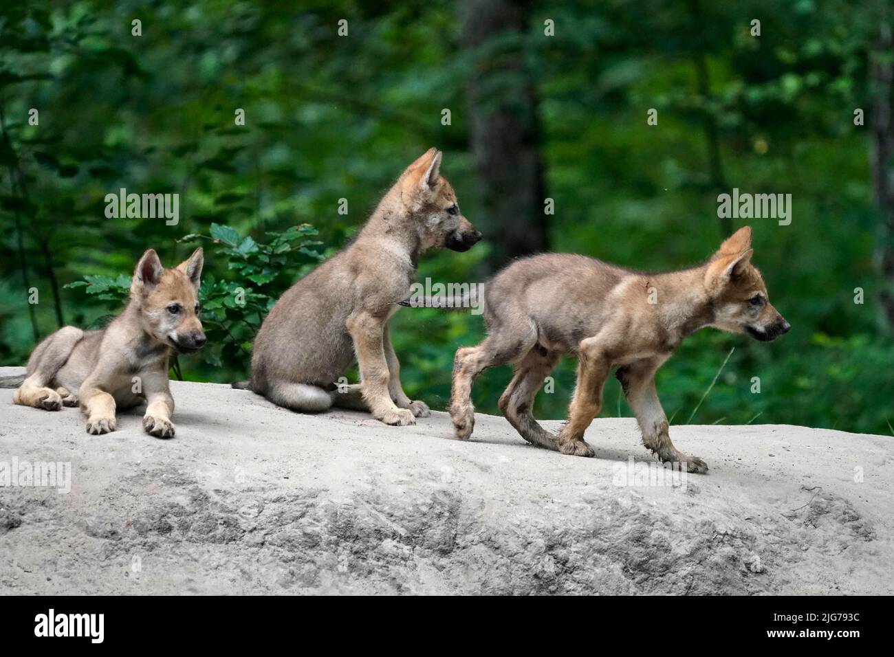 European gray wolf (Canis lupus) pups sitting on a hill, captive Stock ...