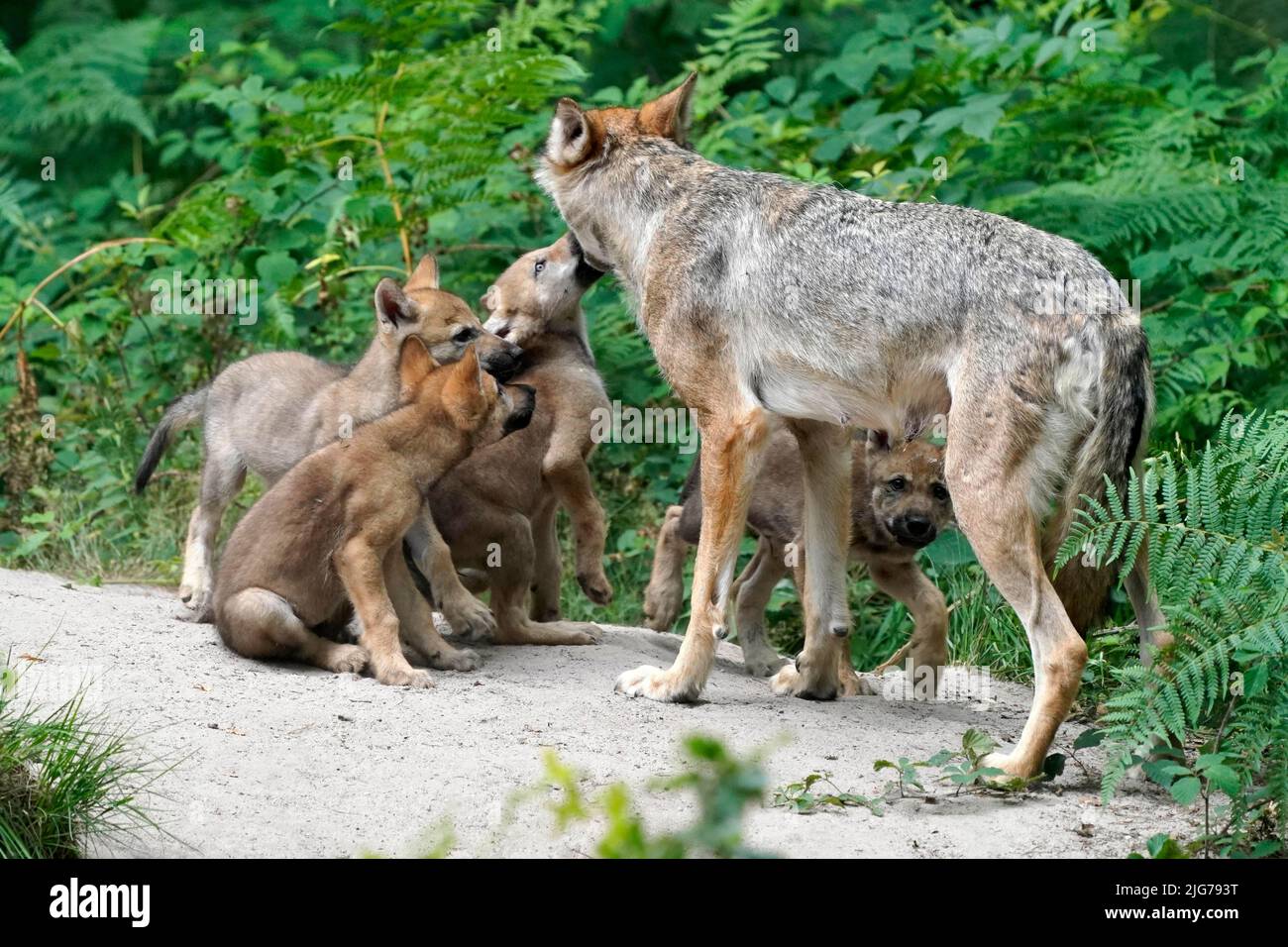 European gray wolf (Canis lupus), adult with pups, captive Stock Photo ...