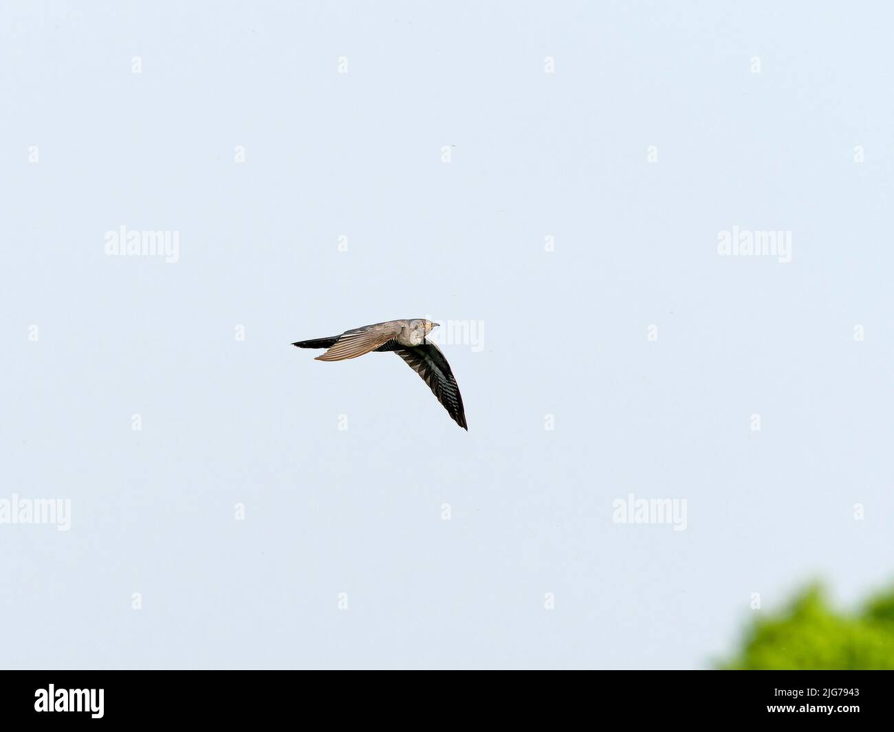 Common cuckoo (Cuculus canorus), flying, Upper Lusatia, Saxony, Germany ...