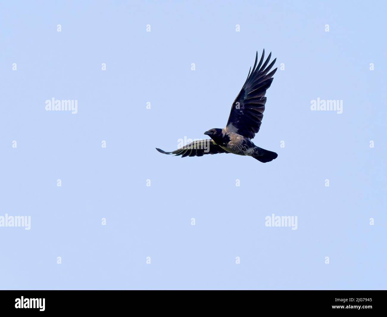 Hooded Crow (Corvus corone cornix), flying, Upper Lusatia, Saxony ...