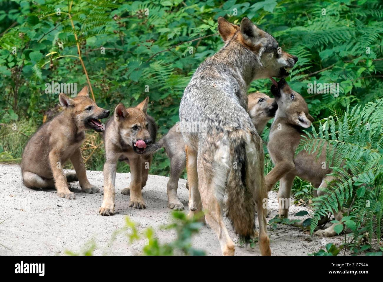 European gray wolf (Canis lupus), adult with pups, captive Stock Photo ...