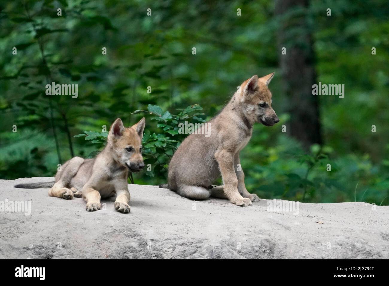 European gray wolf (Canis lupus) pups sitting on a hill, captive Stock ...
