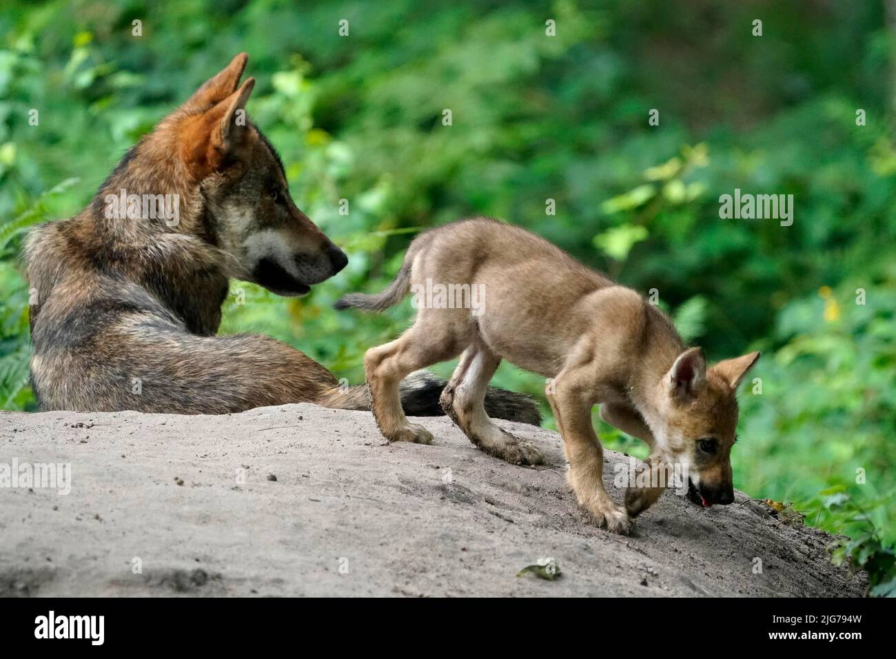 European gray wolf (Canis lupus), adult with pups, captive Stock Photo ...