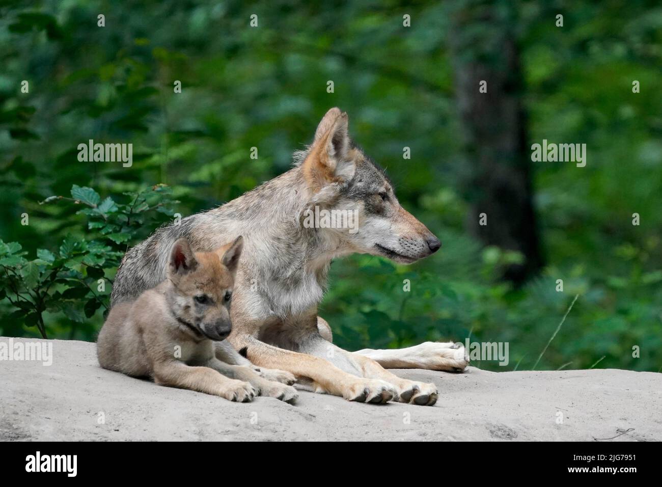 European gray wolf (Canis lupus), adult with pups, captive Stock Photo ...