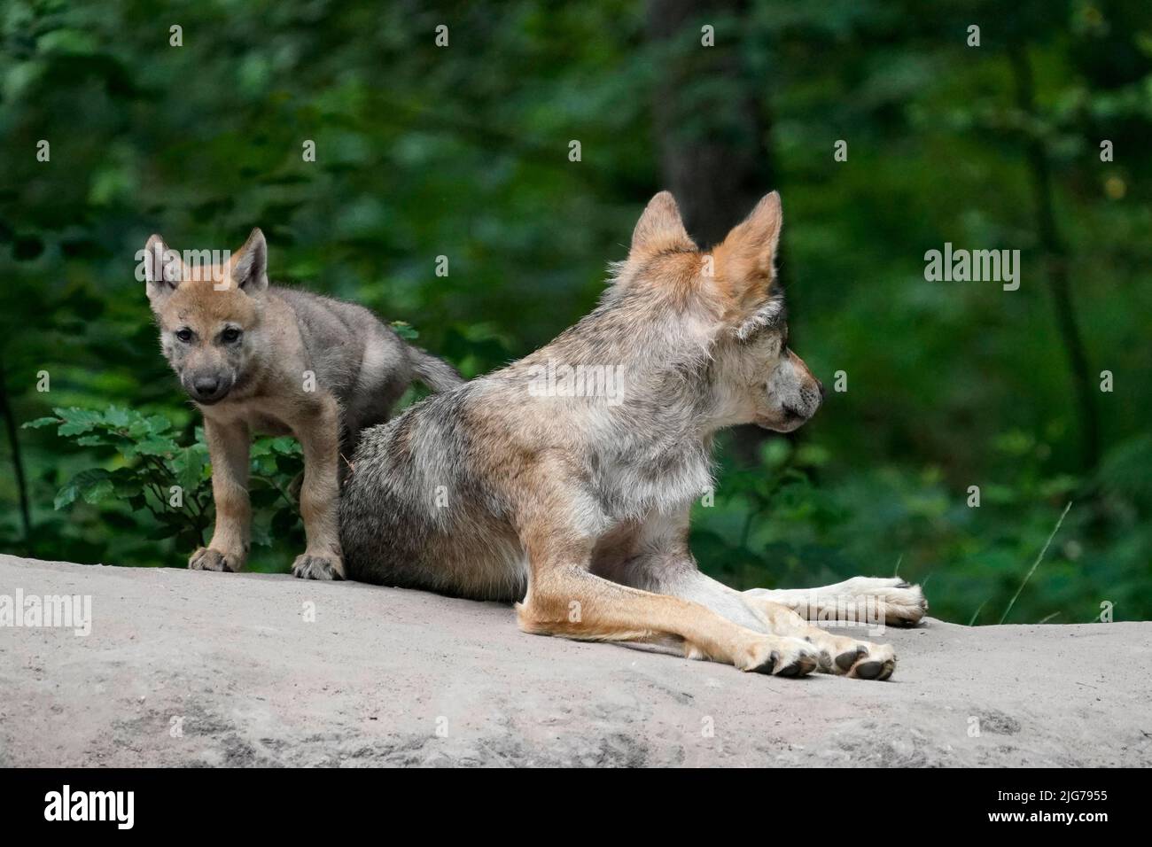 European gray wolf (Canis lupus), adult with pups, captive Stock Photo ...